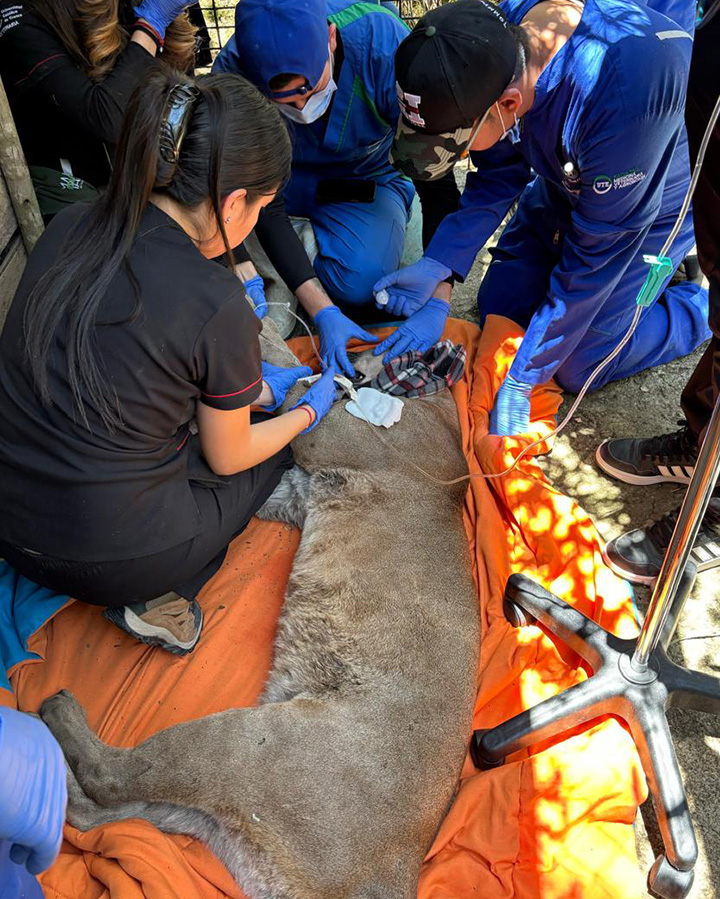 ESTUDIANTES DE VETERINARIA DE LA UTE CUIDAN Y ATIENDEN A LA FAUNA ...